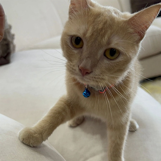 Bless Brothers: Home – Bless Brothers